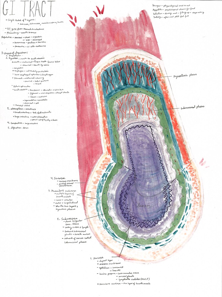 "Watercolor A&P of the GI tract " Sticker by dr-duncan | Redbubble