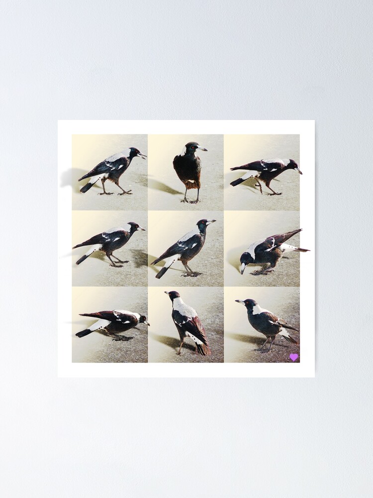 "Australian Magpies" Poster for Sale by hartpix | Redbubble