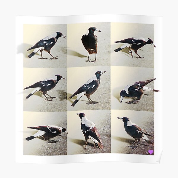 "Australian Magpies" Poster for Sale by hartpix | Redbubble