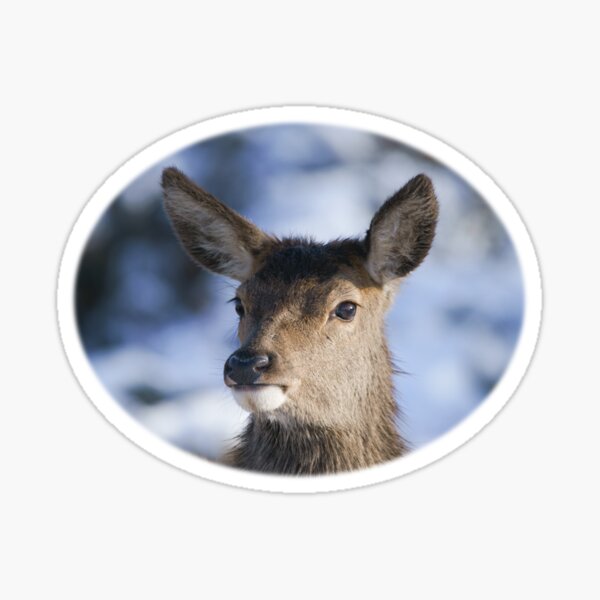 "Young Red Deer Face" Sticker for Sale by rawshutterbug | Redbubble