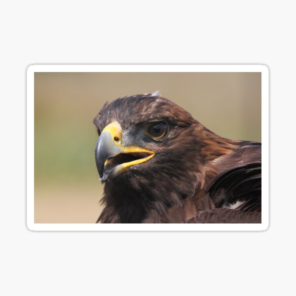 "Young Golden Eagle" Sticker for Sale by RichImage | Redbubble