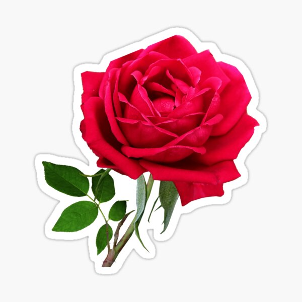 "Single Velvety Silky Smooth Bright Red Rose " Sticker for Sale by ...