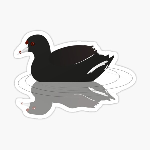 "An American coot or mud hen" Sticker for Sale by Bwiselizzy | Redbubble