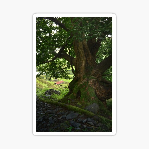 "Sycamore Spirit" Sticker for Sale by PetraBrown | Redbubble