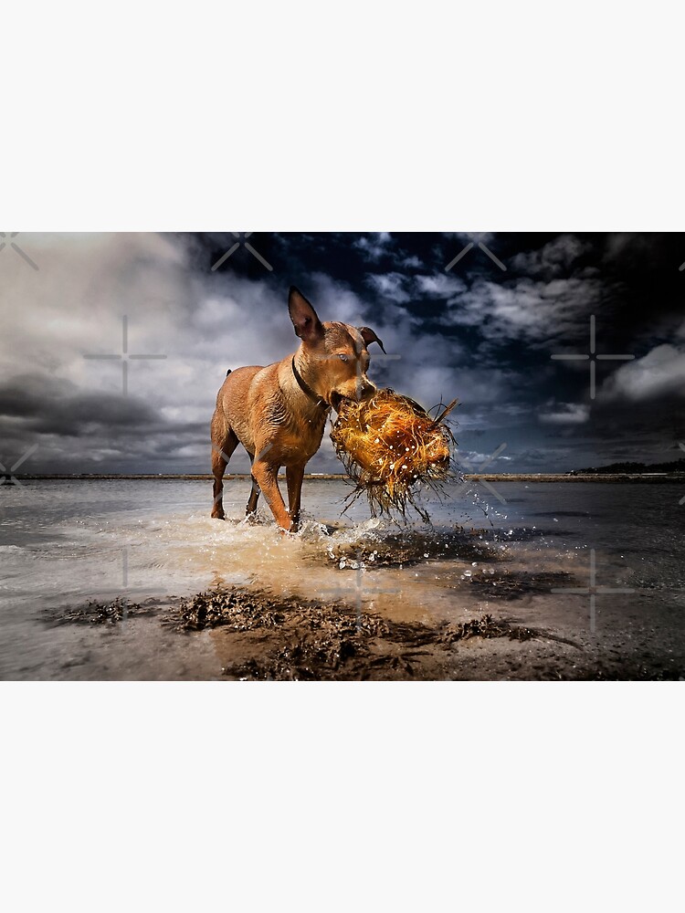 "Isabella finds Trump’s hair" Framed Art Print by alex4444 | Redbubble