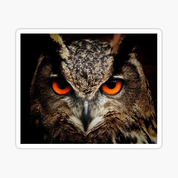 "Owl face" Sticker for Sale by ALIB-store | Redbubble