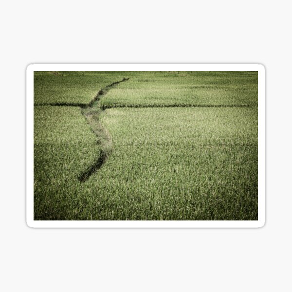"Thai paddy field" Sticker for Sale by Reislegende | Redbubble