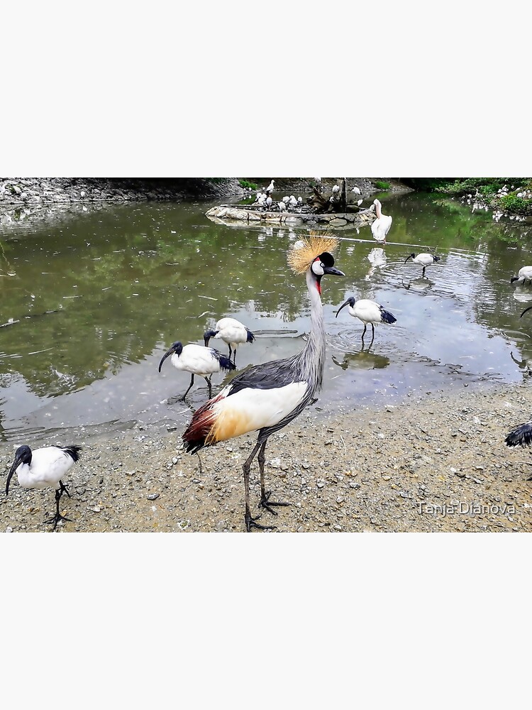 Gruiformes Cranes Moorhens Bath Mats for Sale | Redbubble