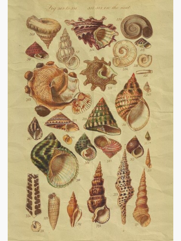 "Vintage sea shell identification chart " Poster by angelslover | Redbubble