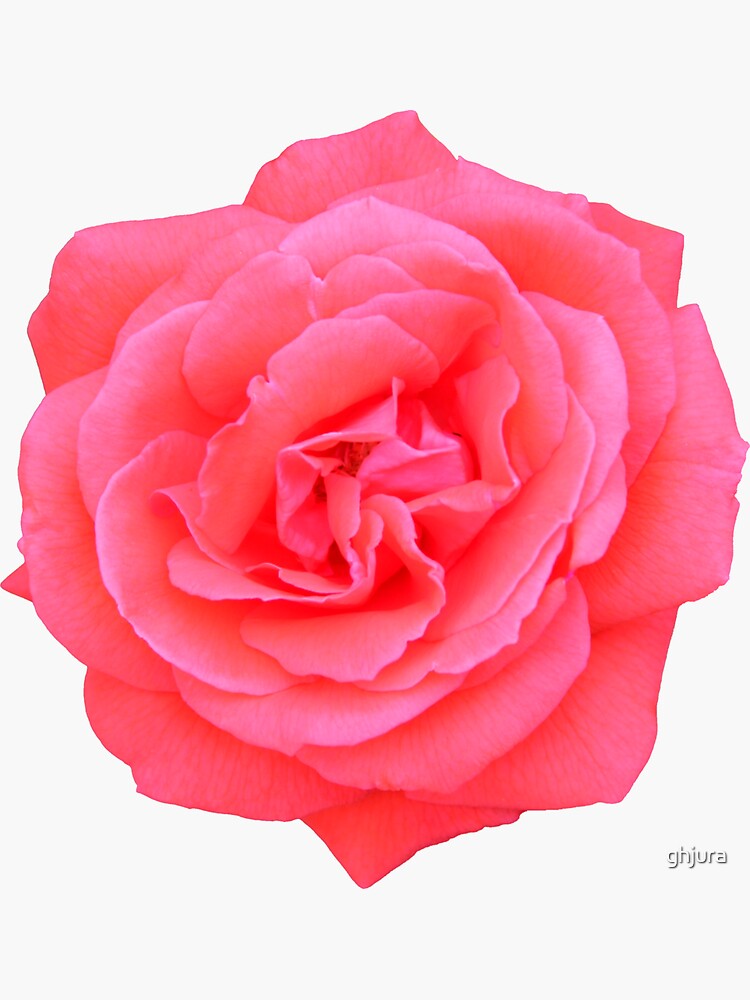 "Pink rose" Sticker for Sale by ghjura | Redbubble