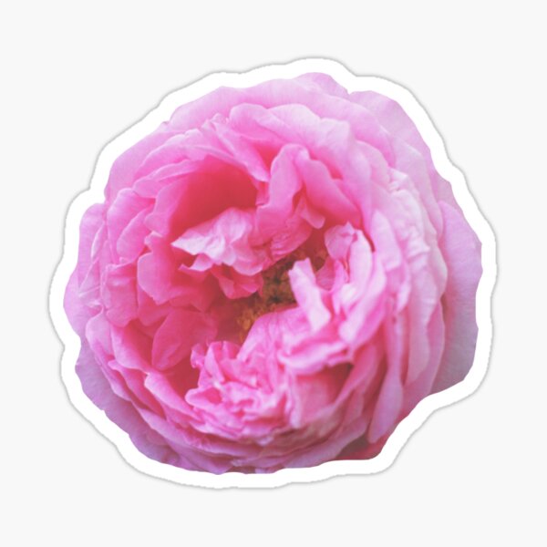 "Pink peony" Sticker by ghjura | Redbubble