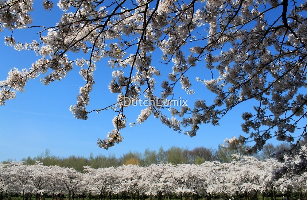 "Cherry blossom park in the amsterdamse bos 2" by DutchLumix | Redbubble
