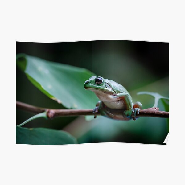 "Australian green tree frog" Poster for Sale by Normf | Redbubble