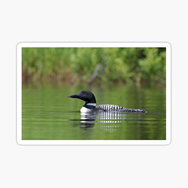 "Common loon " Sticker for Sale by darby8 | Redbubble