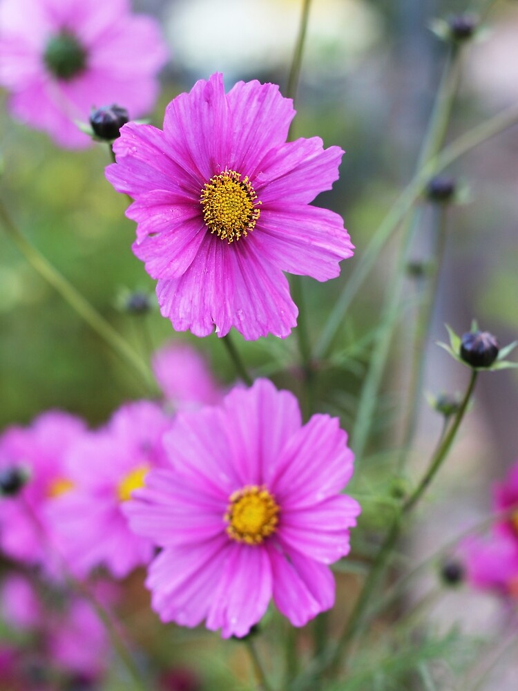 "Hot Pink Cosmos Flower" Poster for Sale by SweepingShadows | Redbubble
