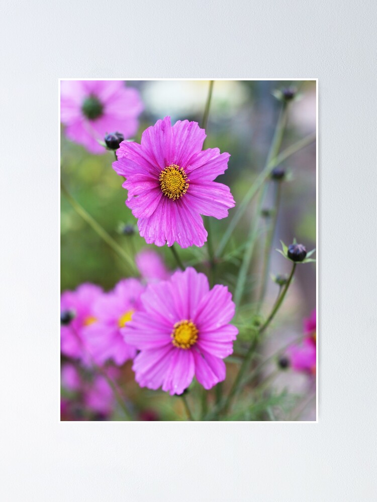 "Hot Pink Cosmos Flower" Poster for Sale by SweepingShadows | Redbubble