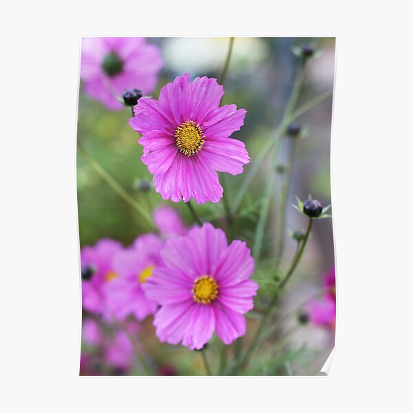 "Hot Pink Cosmos Flower" Poster for Sale by SweepingShadows | Redbubble