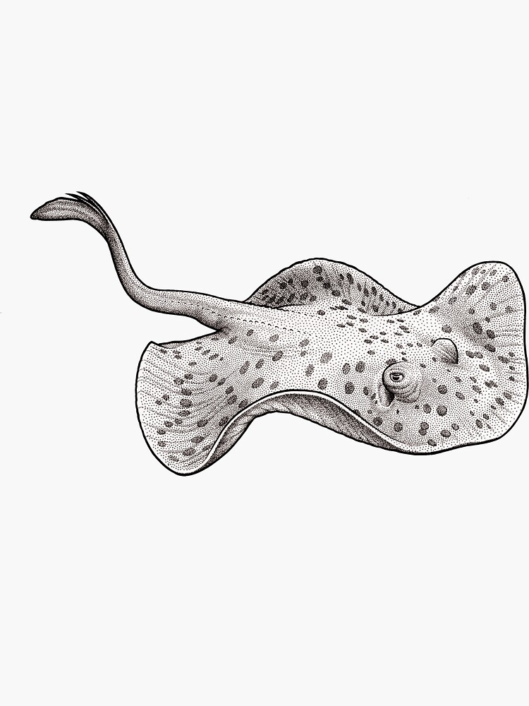 "Blue Spotted Ribbon Tail Ray" Sticker for Sale by Josh Hilditch ...
