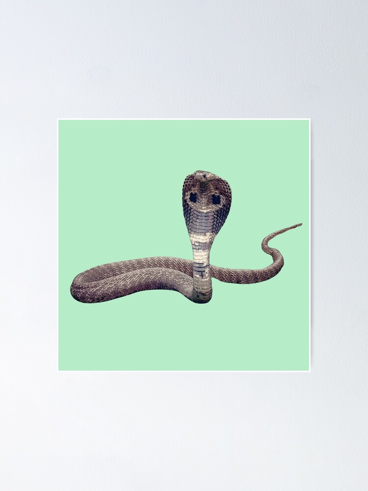" Cobra Color Print " Poster by designsasstultd | Redbubble