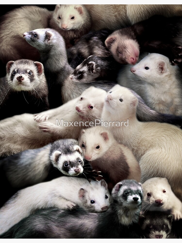 "Ferrets" Poster by MaxencePierrard | Redbubble