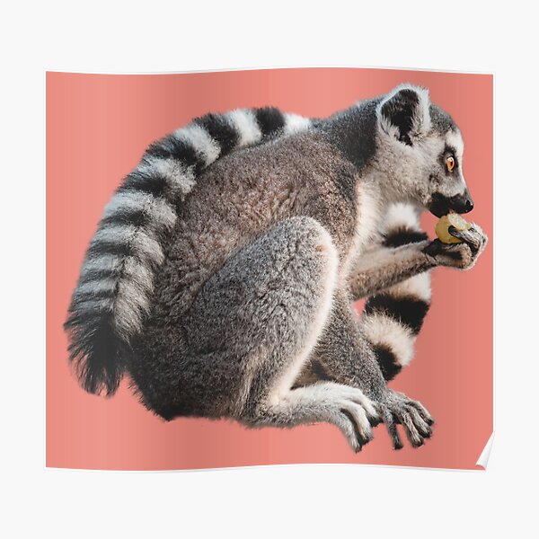 "Lemur ring-tailed lemur" Poster for Sale by u1le901 | Redbubble