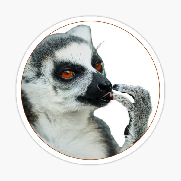 Stickers, Labels & Tags Vintage Graphic Lemur Ring-tailed Lemur Gift ...