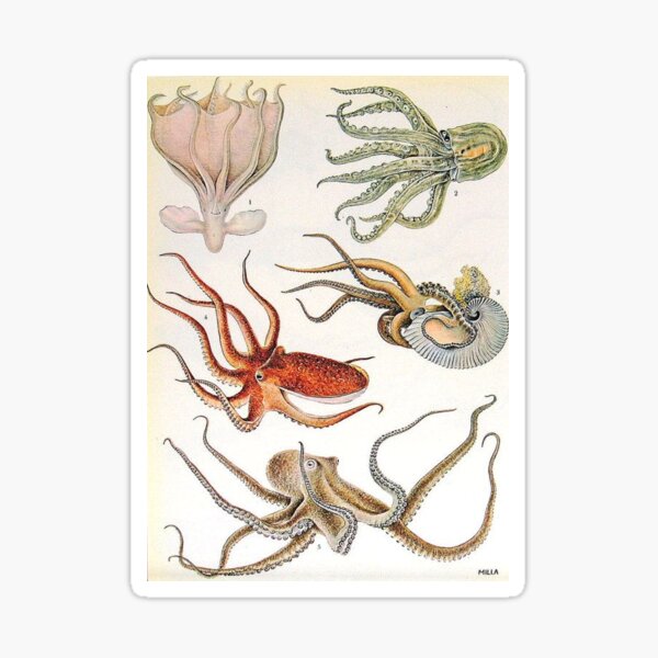 "octopus scientific illustration" Sticker for Sale by lazurda | Redbubble