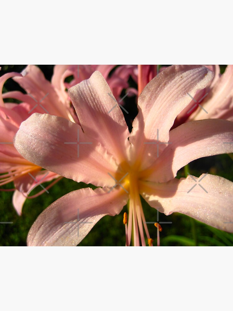 "Mystery Lily Also Known as Naked Lady, Mystery Ladies, Magic Lily, and ...