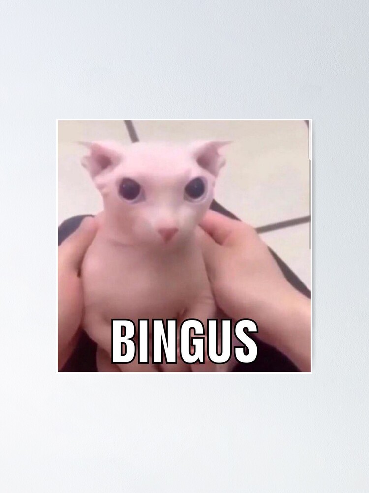 Póster «bingus» de PigSucculent | Redbubble