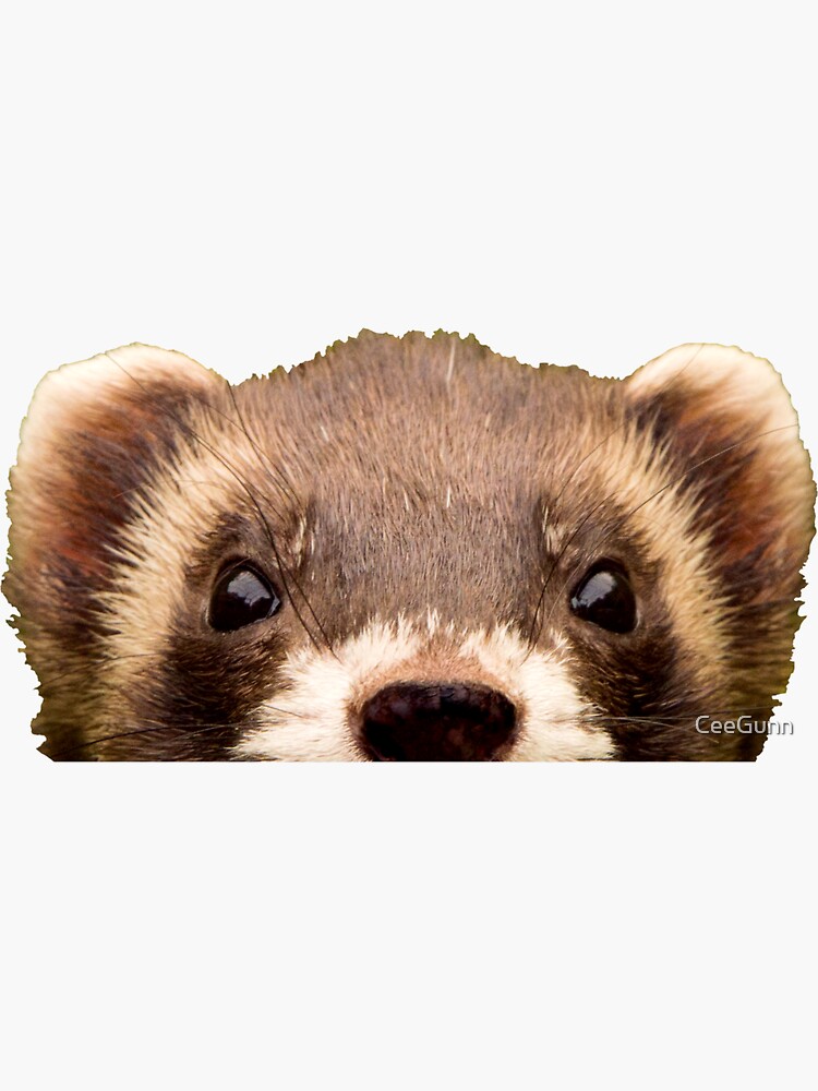 "Cute Peeking Ferret" Sticker for Sale by CeeGunn | Redbubble