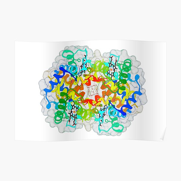 "Haemoglobin" Poster by 3D-Biology | Redbubble