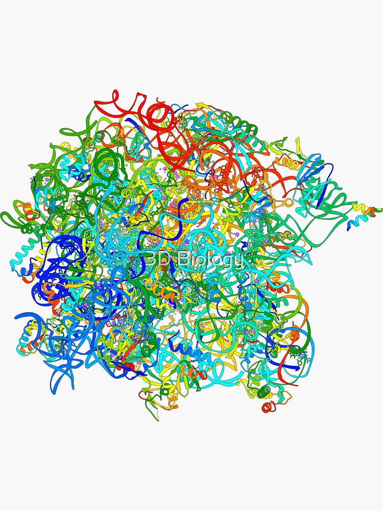 "Ribosome" Sticker for Sale by 3D-Biology | Redbubble