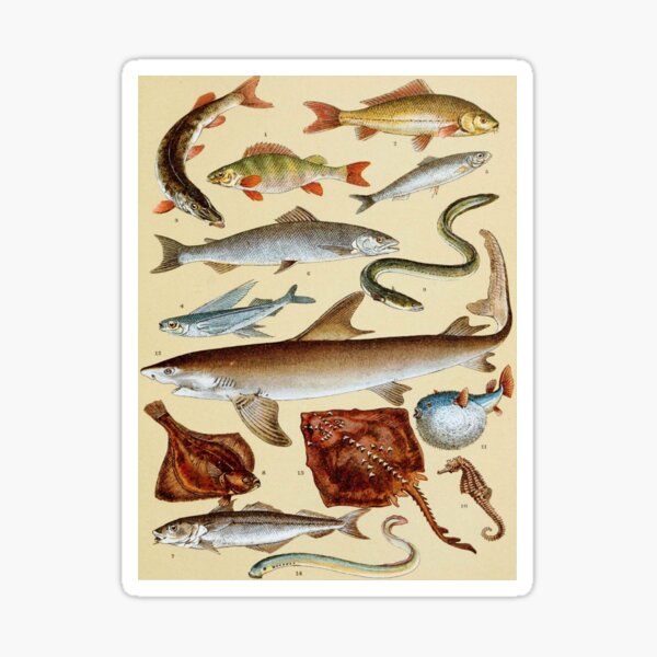 "Fish Vintage Scientific Illustration of Animals Labeled Lithograph ...