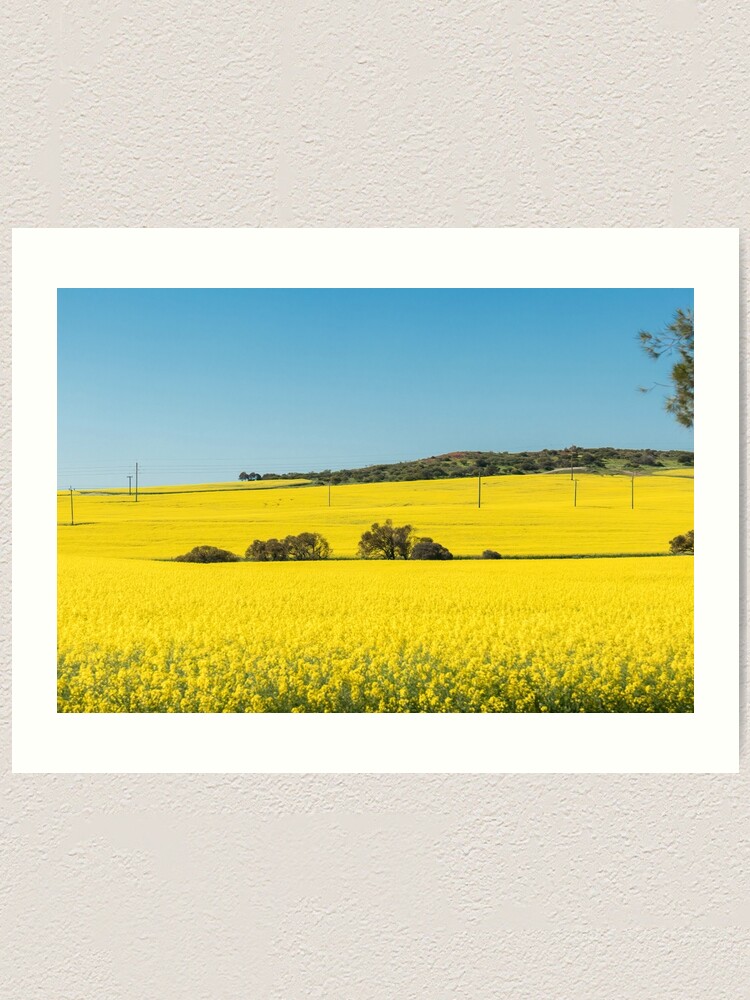 "Canola in Moonyoonooka, Western Australia" Art Print by decoaddict ...