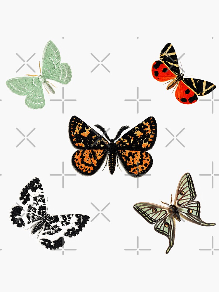 "Vintage butterfly collection. Antique butterfly and moth lithograph ...