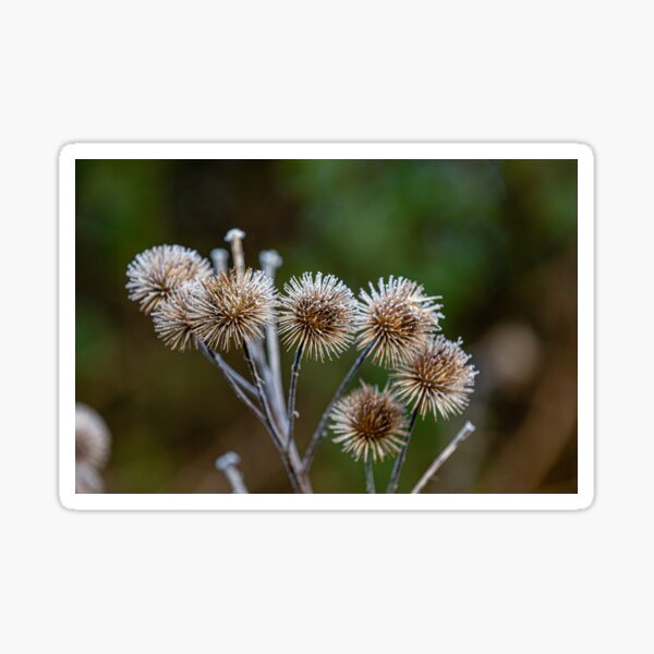 "Hooked burrs of the burdock plant" Sticker by Dalyn | Redbubble