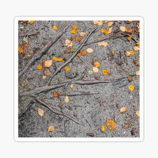 "Autumn Tree Roots" Sticker by Tritonn204 | Redbubble