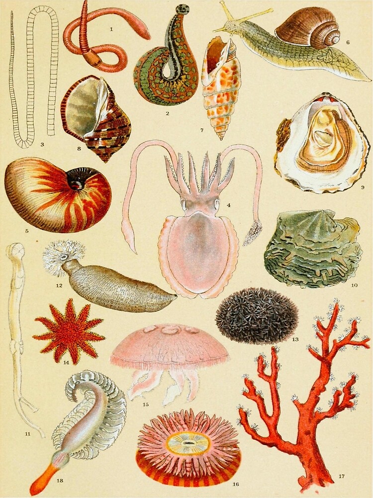 Lámina fotográfica «Ilustración científica vintage de invertebrados de ...