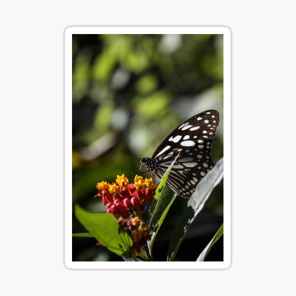 "Black & white butterfly, Shan state, Myanmar" Sticker for Sale by ...