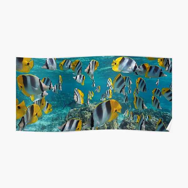 "Tropical fish school underwater Pacific ocean" Poster for Sale by ...