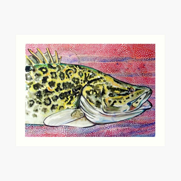 Murray Cod Art Prints | Redbubble