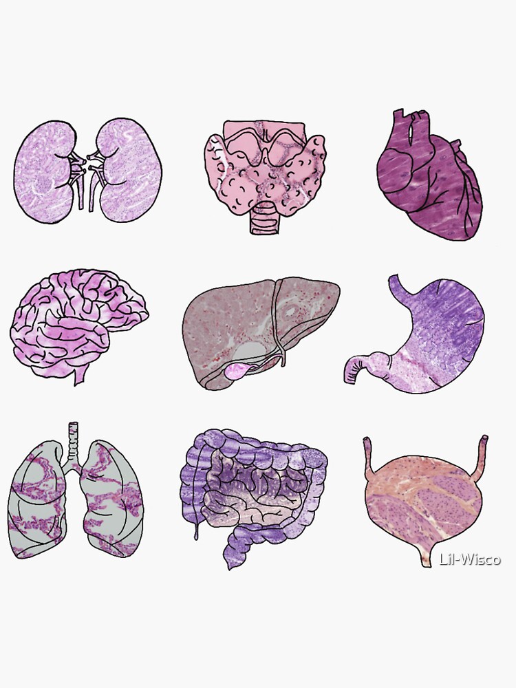 Histology Organs Sticker For Sale By Lil Wisco Redbubble