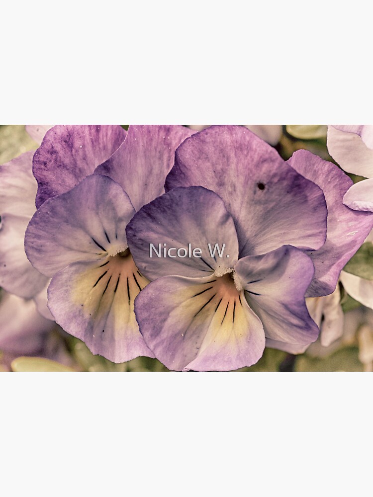 "Viola" Sticker by nwiggerman | Redbubble