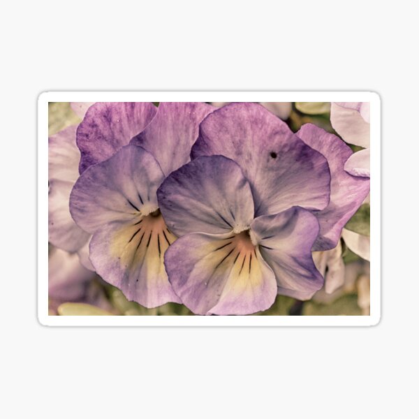 "Viola" Sticker by nwiggerman | Redbubble