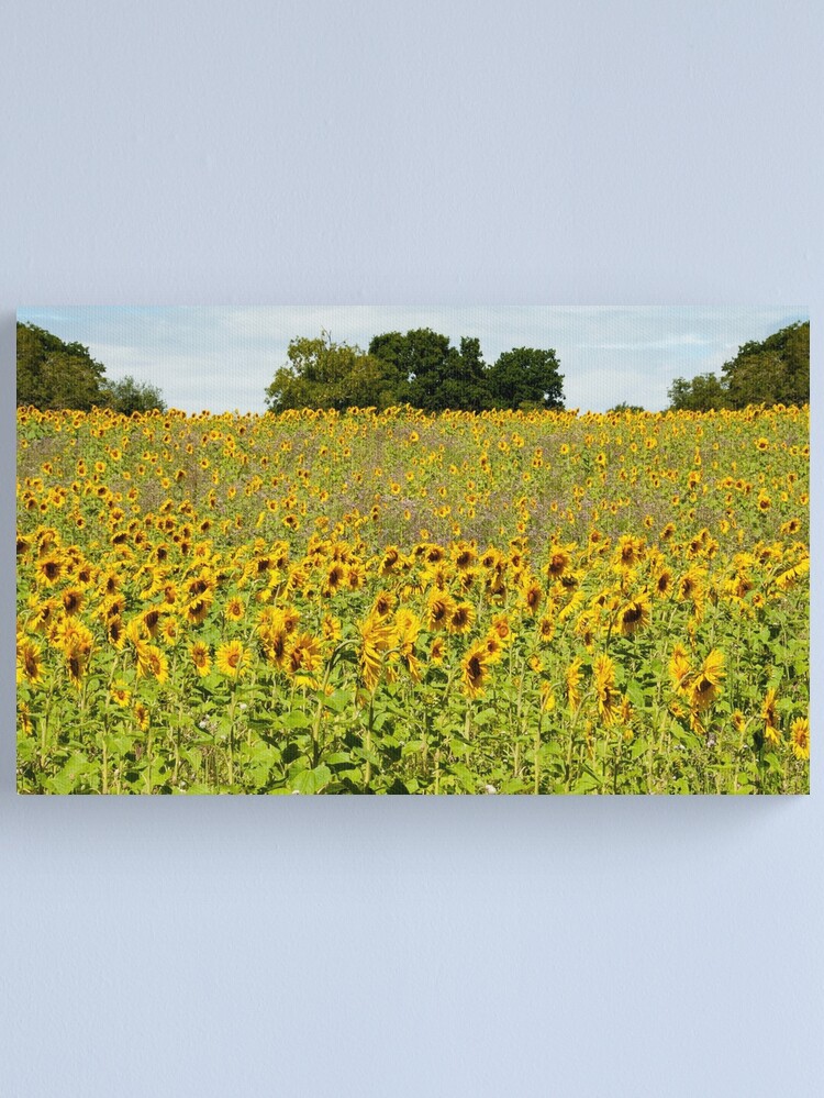 Sunflower Field Canvas Print sold by Roxi Dragonet | SKU 4328794 ...