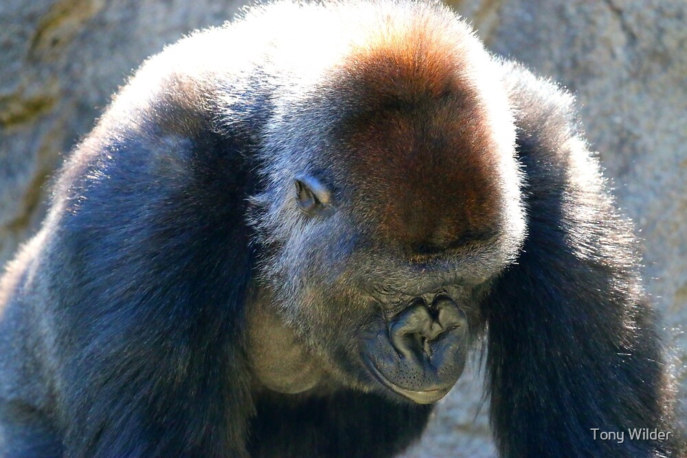 "Gorilla - Harambe Cincinnati Zoo" by Tony Wilder | Redbubble