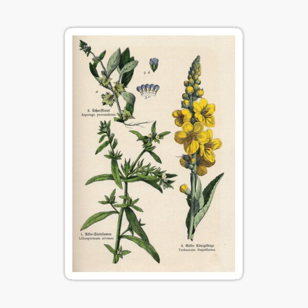 "Botanical poster vintage scientific illustration" Sticker for Sale by ...