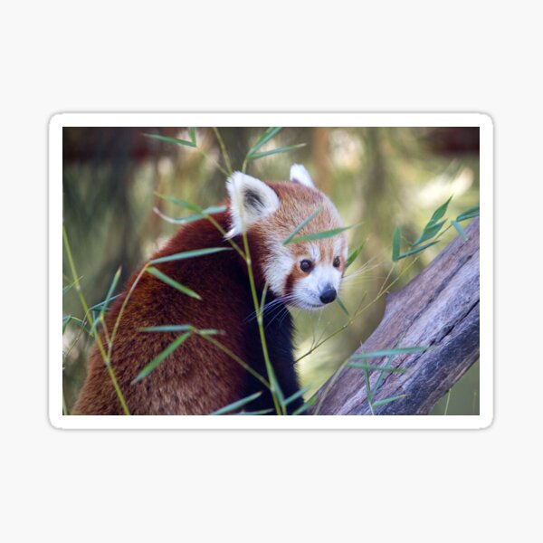 "Red Panda" Sticker for Sale by narrabeenbeach | Redbubble