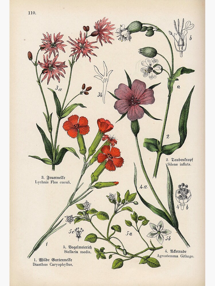 "Botanical poster vintage scientific illustration" Sticker for Sale by ...