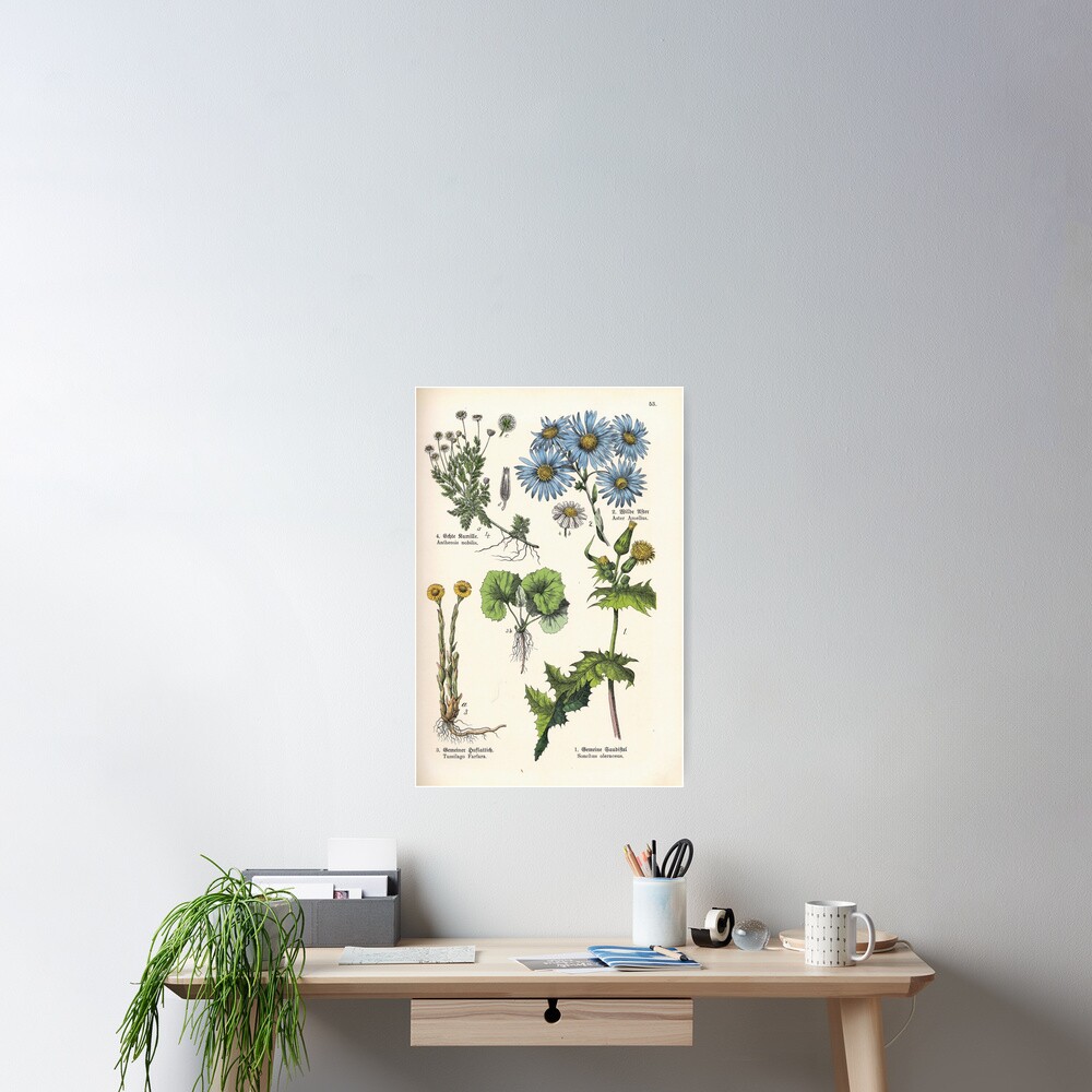 "Botanical poster vintage scientific illustration" Poster for Sale by ...